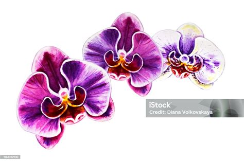 아름다운 세 가지 화려한 오초 꽃입니다 수채화 그림입니다 이국적인 식물 플로럴 프린트 식물 구성 결혼식과 생일 인사말 카드 0명에 대한 스톡 벡터 아트 및 기타 이미지