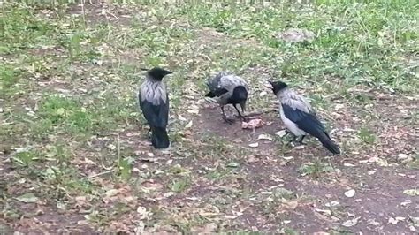 Птенцы вороны жутко голодные после дождя Fledgling Crows Are Super