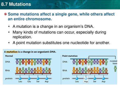 Ppt Mutations Impact On Dna And Phenotype Powerpoint Presentation Id