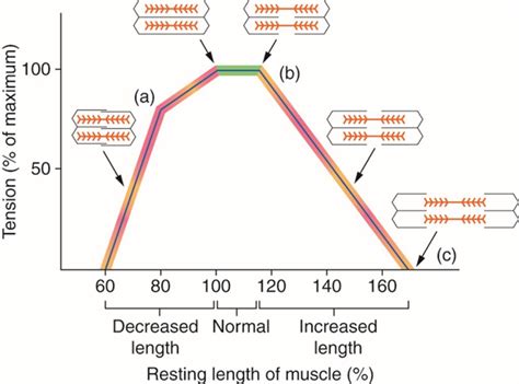 Muscle Length Tension Curve Damien Howell Pt