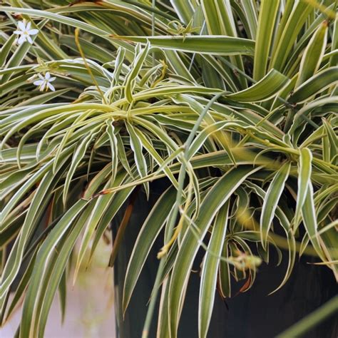 Chlorophytum Comosum Spider Plant Shop The Best Spider Plant Varieties