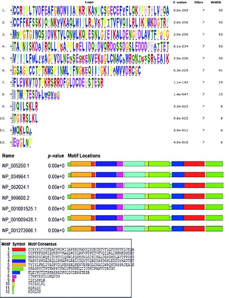 The Significant Motifs Of Growth Differentiation Factor 8 Gdf8 Download Scientific Diagram