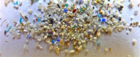 Sciencetechynews Microplastics May Pose A Serious Danger To The