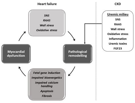 Beta Blockade Prevents Cardiac Morphological And Molecular Remodelling In Experimental Uremia