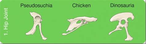 Anatomía Comparada Del Pollo Doméstico
