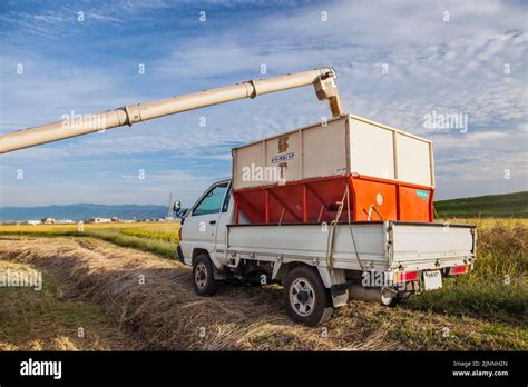 Loading Hopper Truck From Combine Rice Harvest Tosu Saga Japan