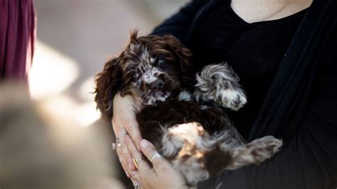32 Things To Love About Cocker Spaniels Petsradar