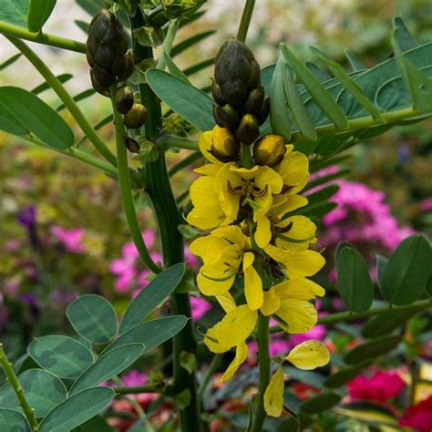 Popcorn Cassia Senna Didymobotrya White Flower Farm