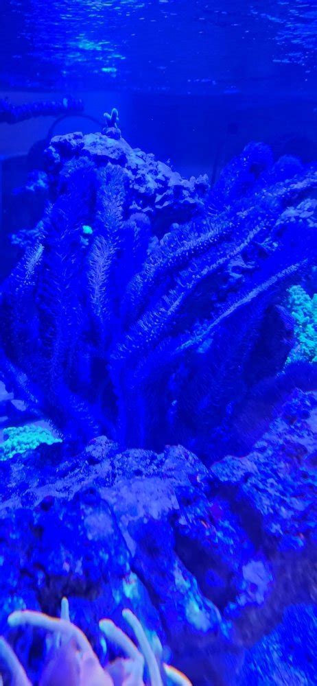 Tracey Morgan Gorgonian 10