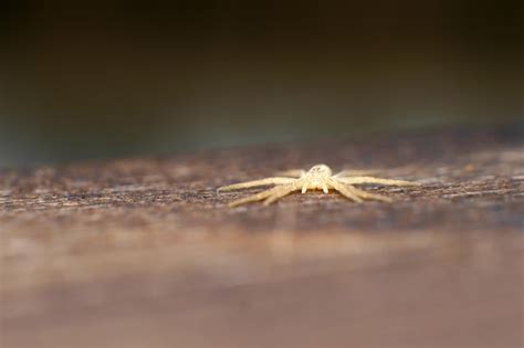 Page 30 Small Clawed Images Free Download On Freepik