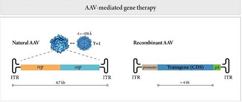 Understanding Aav Packaging Creative Diagnostics