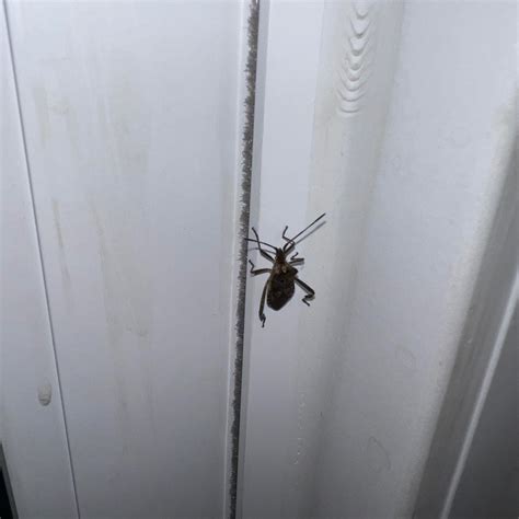 I Hope This Isnt A Kissing Bug Socal Rwhatsthisbug