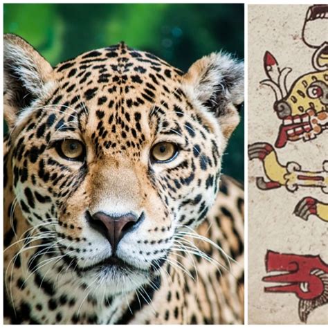 El Significado Del Jaguar En Las Culturas Prehispánicas