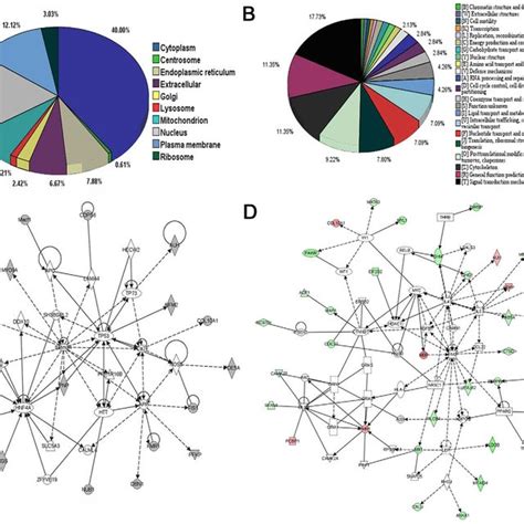 Subcellular Localization Functional Classification Analysis And Download Scientific Diagram