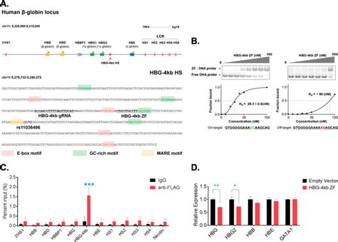 Generation And Assessment Of Dna Binding Specificity And Affinity Of A