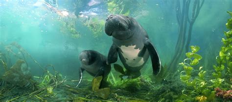 The Amazonian Manatee Critter Science