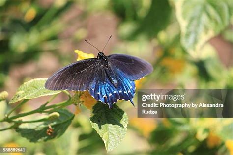 Blue Swallowtail Butterfly Photos And Premium High Res Pictures Getty