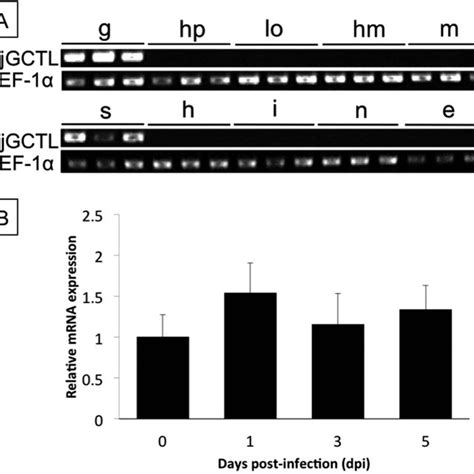 Tissue Expression Profile Of Mjgctl A Tissue Distribution Of Mjgctl