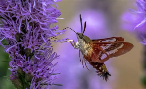 Hummingbird Clearwing Moth
