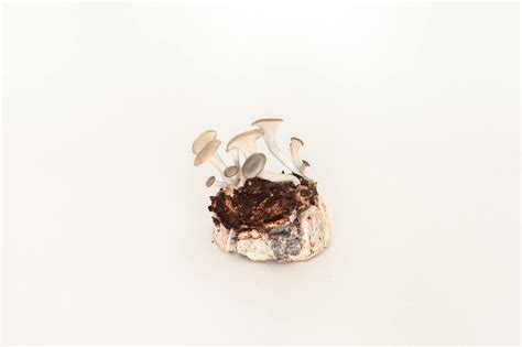 Project Alias Bjørn Karmann