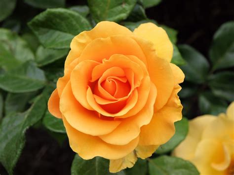 Bunga Mawar Alam Foto Gratis Di Pixabay Pixabay