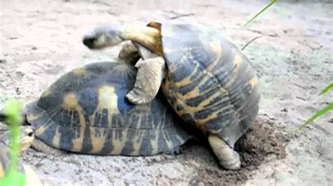 Turtles Having Sex On The Beach In Madagascar To The Rhythm Of The Music So Funny YouTube
