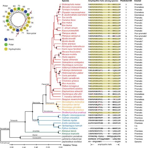 Evolutionary Correlation Between Predicted Amphipathic Helix Ah With