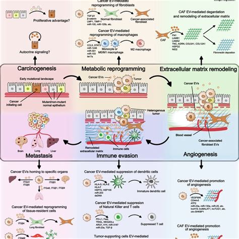 Extracellular Vesicle Heterogeneity And Emerging Subtypes