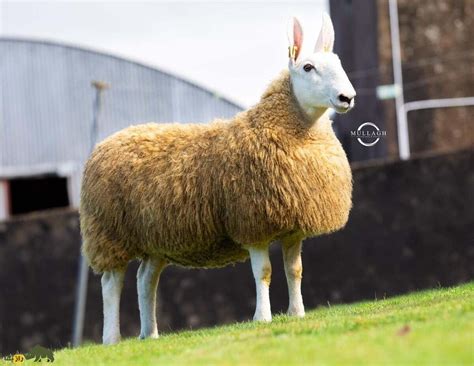 گوسفند لستر؛ گوسفند عجیب ۱۸۰ کیلویی که شبیه یک خرگوش غول‌پیکر است