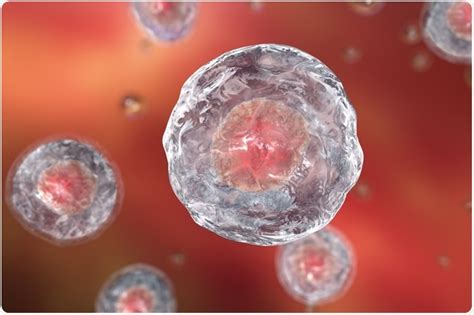 Single Nucleus Rna Sequencing Snuc Seq Protocol