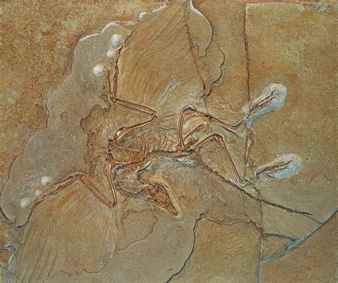 Scientists Just Found The Oldest Fossil Ever Unearthed In America