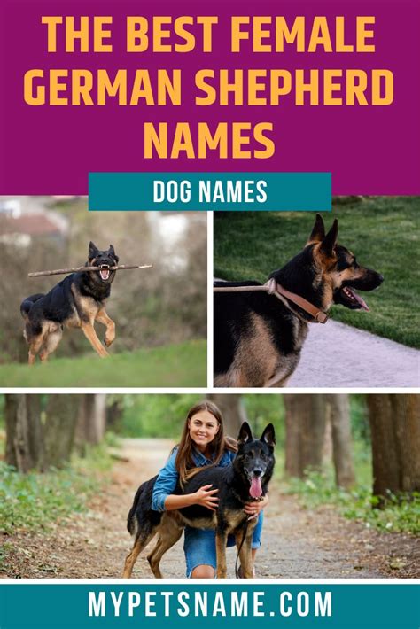 Best Female German Shepherd Names In 2025 Female German Shepherd