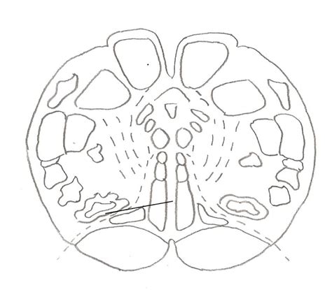 Brainstem Image Labeling Caudal Medulla Diagram Quizlet