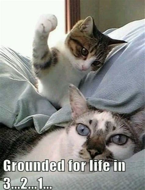 Looking At This Meme While Im Grounded Cats Funny Cats Funny