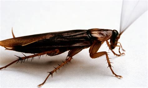Cockroach Wallpapers Images Photos Pictures Backgrounds