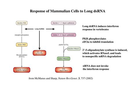 Homology Dependent Gene Silencing The World In Ppt Download