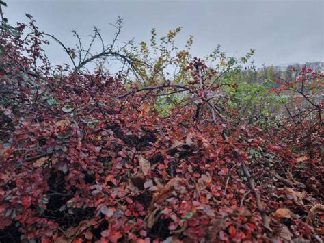 Народные приметы на 18 октября 2024 года малоснежная короткая и мягкая зима что предвещает