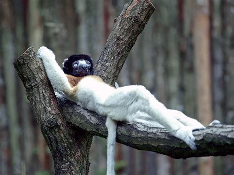 Fascinating Animals That Live In Mangrove Forests Worldatlas