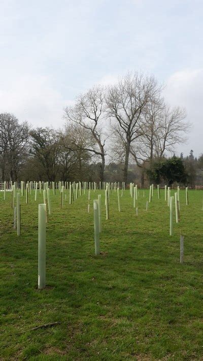 Trees For Flood Resilience