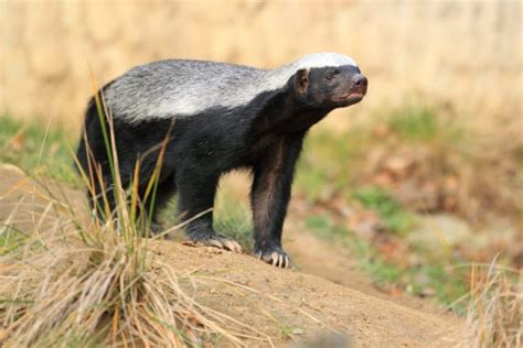 Why Do Honey Badgers Tread 14 Honey Badger Facts Fjsv