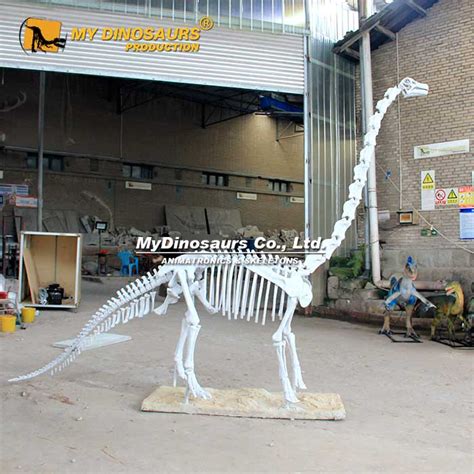 Brachiosaurus Dinosaur Skeleton