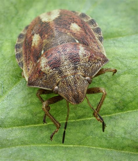 Tortoise Bug Naturespot
