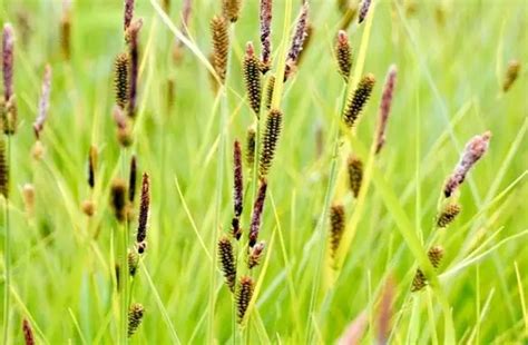 Tussock Sedge Carex Stricta Floweringplantnursery