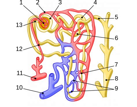 Nefrona Anatomia Cm Quiz