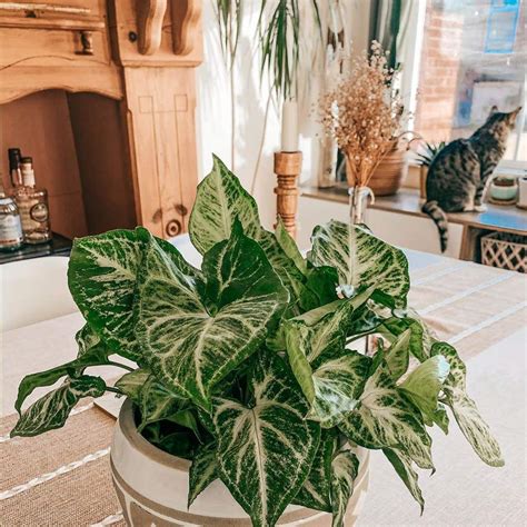 Keep Your Nephthytis Alive Light Water And Care Instructions