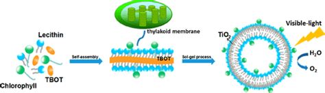 Chlorophyll In Thylakoid