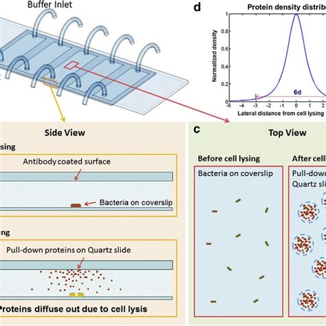 Schematics Of In Situ Protein Capture From Single Cells A A Flow Download Scientific Diagram