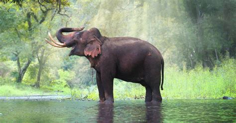 Asian Elephant Pictures