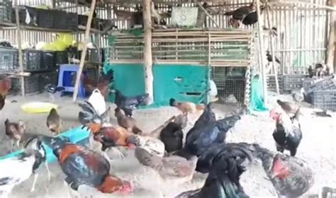 ဝမ်းတွင်းမြို့နယ်၌ ဒေသကြက် “မျိုးဥ” ဈေးကောင်းရ၍ မွေးမြူသူများအဆင်ပြေ Information And Public