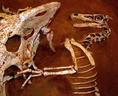 File Velociraptor And Protoceratops Fighting Dinosaurs 